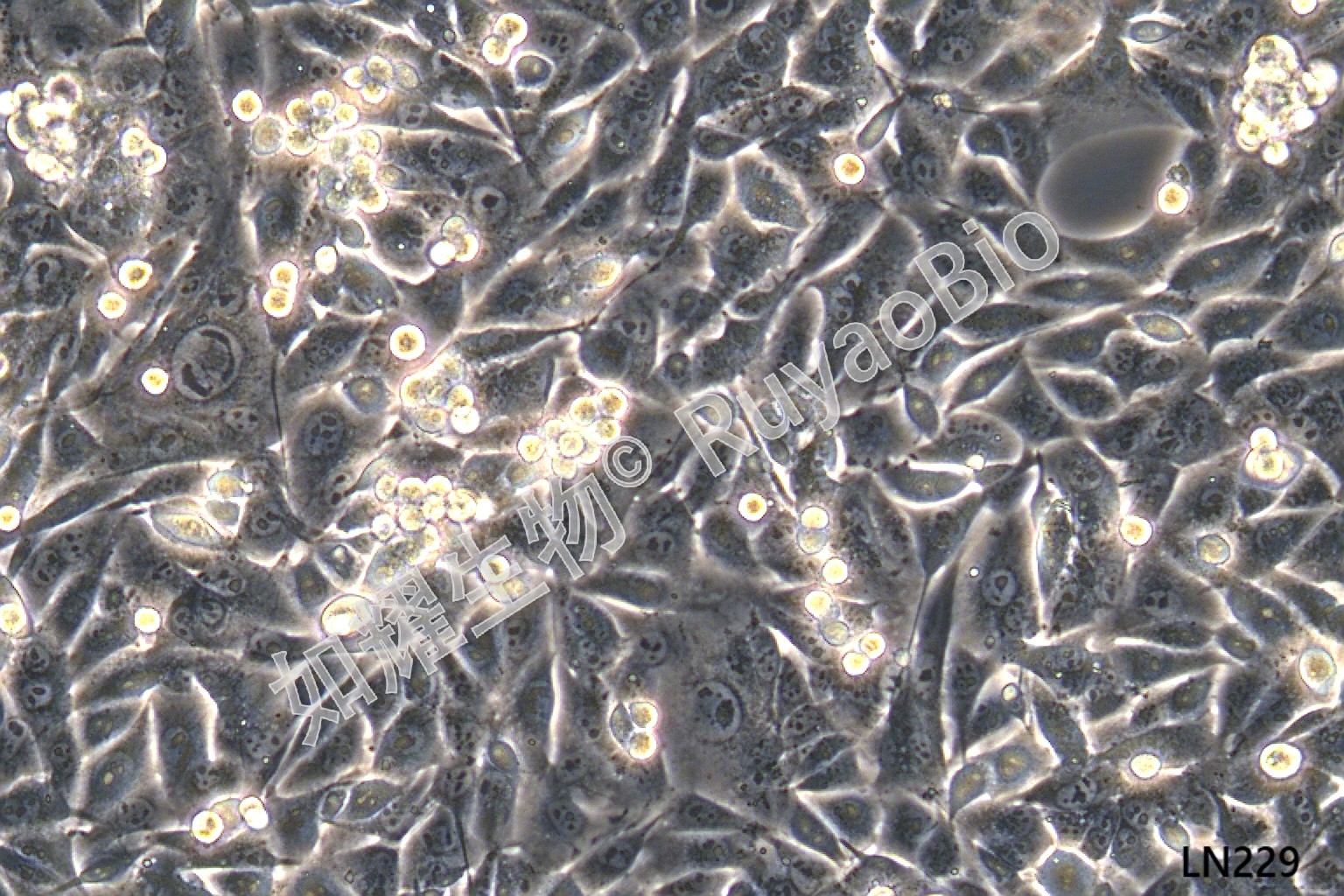 人脑髓母细胞瘤细胞；LN-229 (STR) - 如耀生物