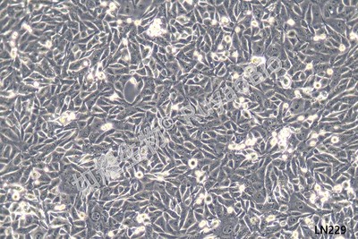 人脑髓母细胞瘤细胞；LN-229 (STR) - 如耀生物