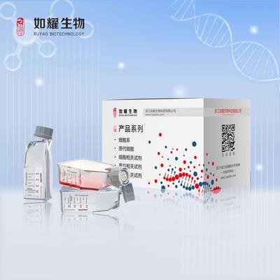 人皮肤成纤维； HFF-1 (STR) - 如耀生物