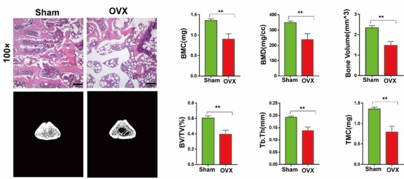 大鼠去卵巢模型（OVX）模型构建服务｜如耀生物 - 如耀生物
